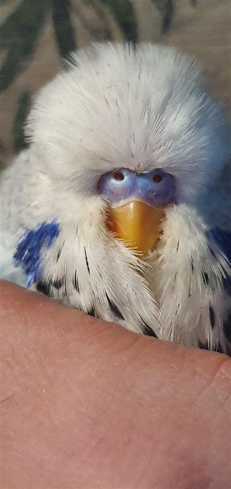 Are My Parakeets Male Or Female Rparakeets