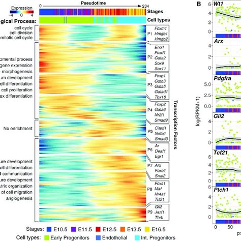 Dynamics Of The Progenitor Transcriptome From E10 5 Onward A Heatmap