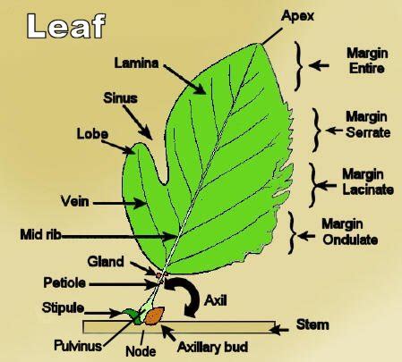 Simple Leaf