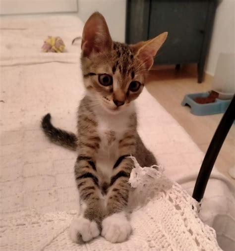 Lilly Und Nio Katzenhilfe Canarigatos Ev