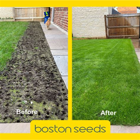 Lawn Patch Repair Kit Buy Online Boston Seeds