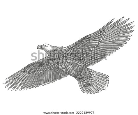 Bald Eagle Flying Vector Vintage Engraving Stock Vector Royalty Free 2229189973 Shutterstock