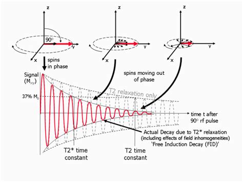 Transverse T2 And T2 Relaxation Processes A Diagram Showing The Download Scientific Diagram