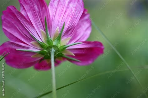 The Quintessential Cottage Garden Flowers Fuchsia Cosmos Bipinnatus Are Drought Tolerant And