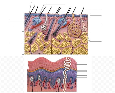 Skin Diagram Quizlet