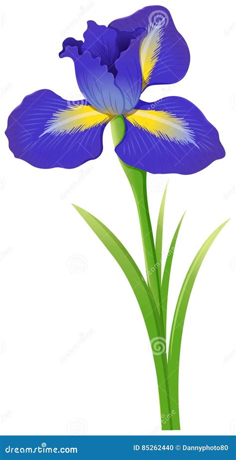 Iris Cartoons Illustrations And Vector Stock Images 35137 Pictures To