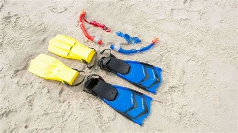 Roach Damage To Beach Gear 11 Essential Secrets To Identification And