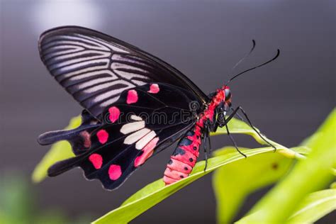 Common Rose Pachliopta Aristolochiae Butterfly Life Cycle Stock Image