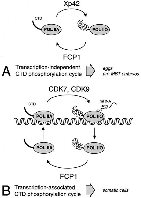 A Model Of Two Distinct Ctd Phosphorylation Cycles The Fcp1 Ctd
