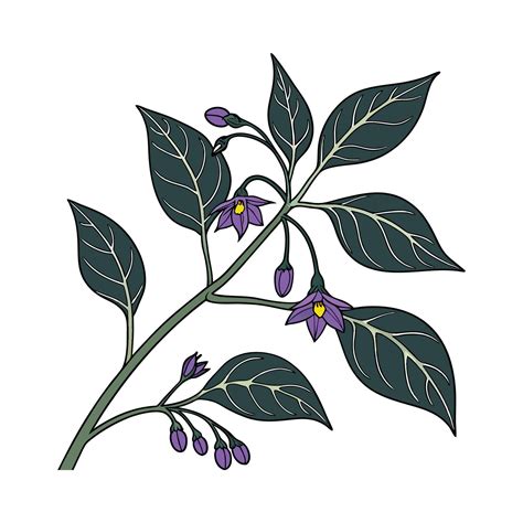 Stylish Nightshade Flower Illustration 57811597 Vector Art At Vecteezy