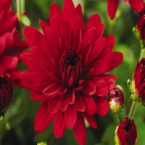 Chrysanthemum Red Joe Cappels Garden Center