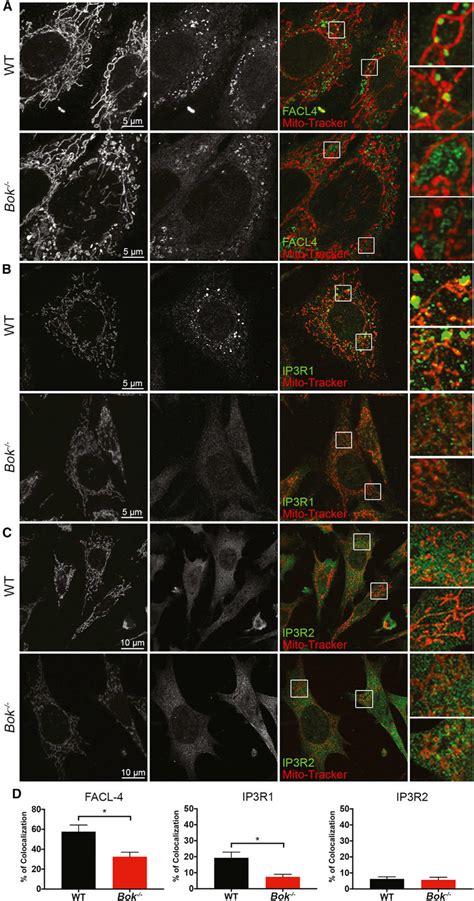Mitochondria Associated Membrane Mam Proteins Are Mis Localized In