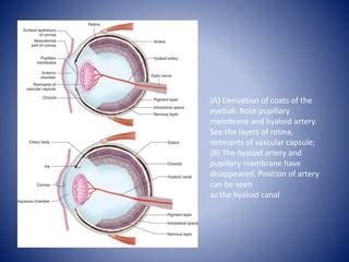 Embryology Of Eye Pptx