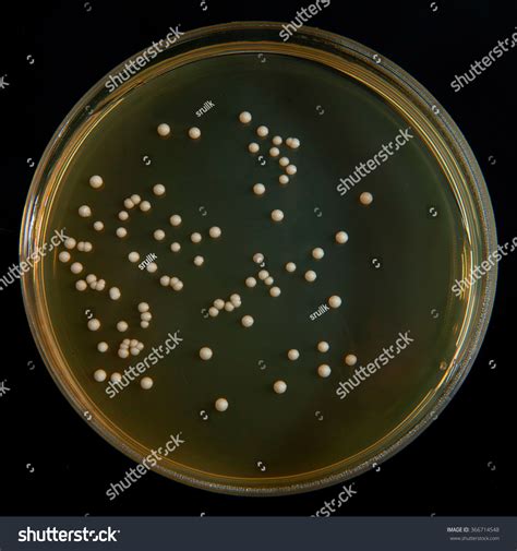 Saccharomyces Cerevisiae Colony