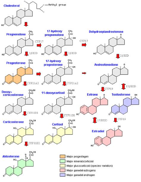 Dhea Supplementation Boosts Post Interval Training Anabolism