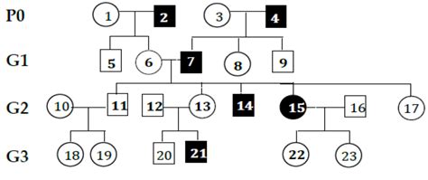 Genetics Can Someone Help Me With This Pedigree Analysis Biology