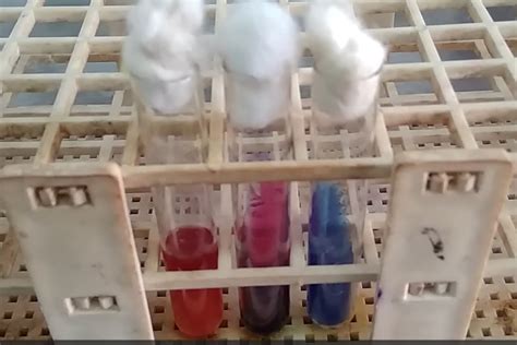 Proteus Vulgaris Introduction Identification Features Keynotes