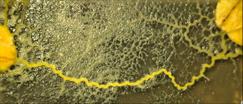 Two Point Slime Mold Connection Experiment Download Scientific Diagram