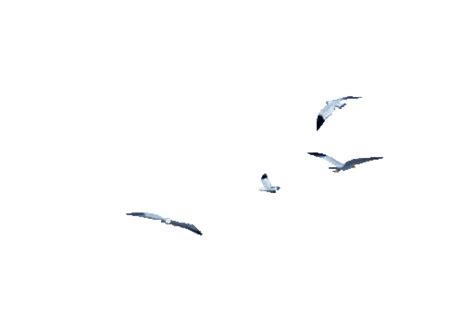 Birds Seagulls Flock Free  On Pixabay