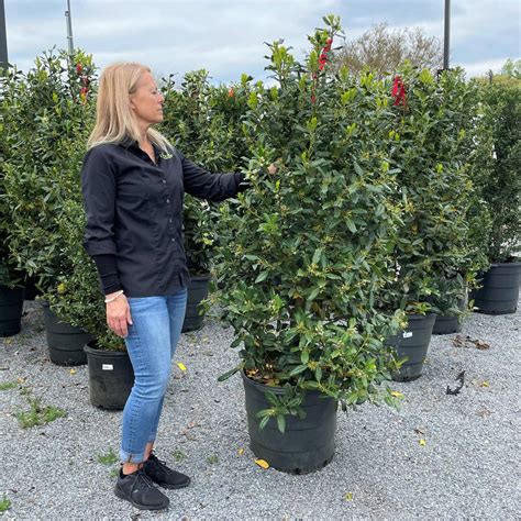 Holly Nellie R Stevens 15 Gallon