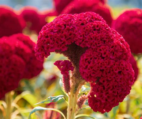 How To Grow Celosia And Enjoy Vibrant Plumes Of Flowers Homes And Gardens