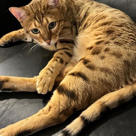 Kilke Snilke Youtube