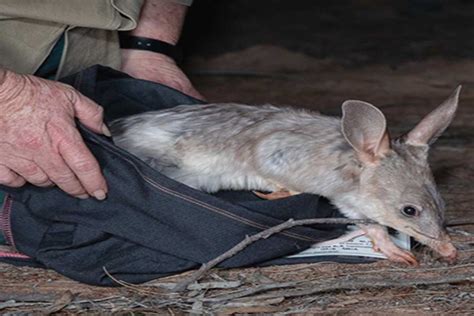 Pilliga Bilbies Up For The Count The Coonamble Times