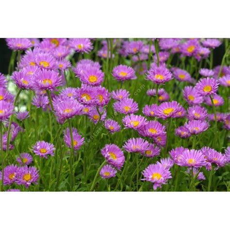 Aster Des Alpes à Floraison Rose Vivace Aster Alpinus Happy End