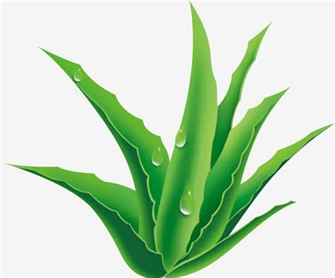 芦荟手绘绿色高清素材 绿色 免抠png 设计图片 免费下载 花瓣网 芦荟手绘绿色高清素材 绿色 免抠png 设计图片 免费下载 花瓣网