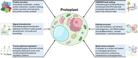 Protoplast Proteomics Analysis Mtoz Biolabs