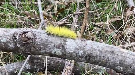 Poisonous American Dagger Moth Caterpillars Spotted In Texas