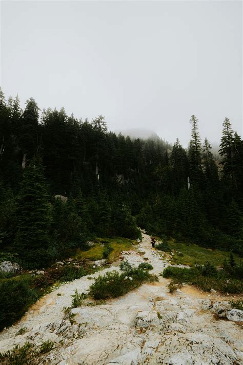 감기 겨울 경치 경치가 좋은 계절 고독 고요한 광대 광야 구름 낀 하늘 깨끗한 공기 나무 낮 눈 눈