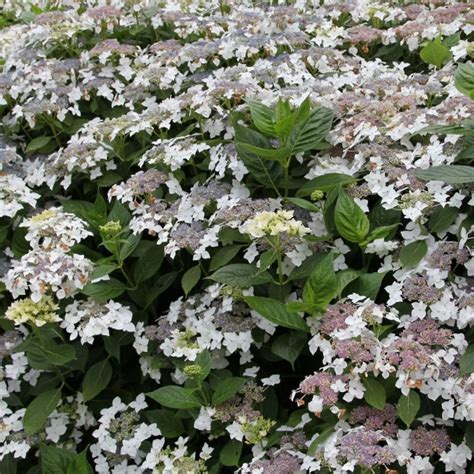 Buy Lacecap Hydrangea Hydrangea Macrophylla Lanarth White Delivery