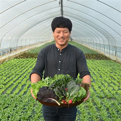 샐러드야채 쌈채소 농장직송 1kg 로메인 그린비타민 루꼴라 쌈야채 치커리 적근대 모듬쌈 다이어트 샐러드채소 짱아찌네 농장