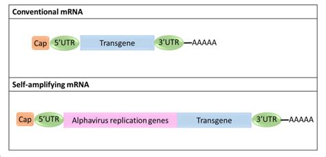 Schematic Representation Of The Structural Organization Of