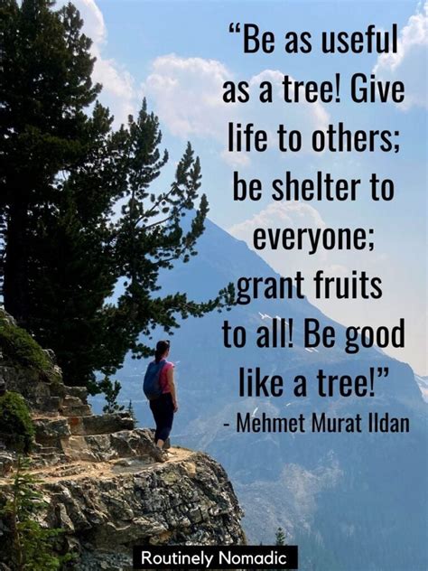 100 Beautiful Tree Quotes And Sayings Routinely Nomadic