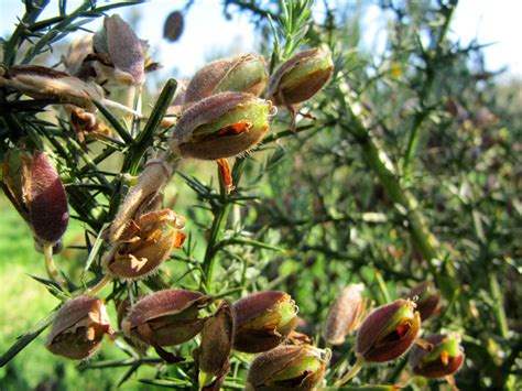 Rural Contemporánea Pickles With Outbreaks Of Gorse