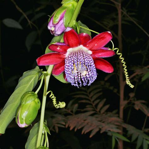Flickriver Photoset Passifloraceae Passiflora Alata By Mauricio