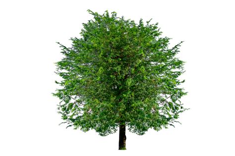 Isolated Trees On Transparent Background PNG File PNG