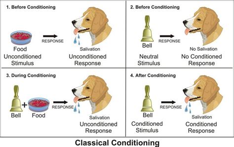 Classical Conditioning Condicionamiento Clasico Experimentos Temas
