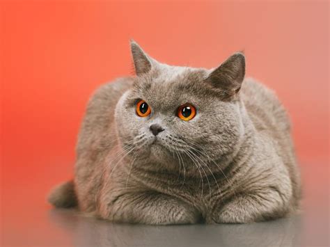 British Shorthair Alimentation Pzawr