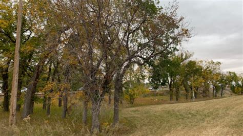 Annual Elm Pruning Ban Takes Effect Across Saskatchewan Panow