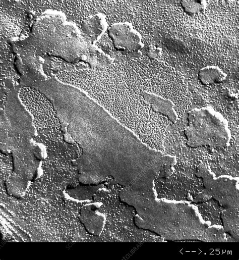 Gap Junction Liver Rat Tem Stock Image C0556230 Science