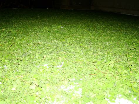 Inawezekana Mti Wa Mlonge