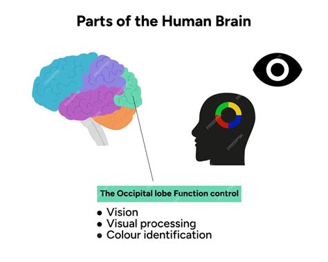 Premium Vector Parts Of Human Brain Anatomy With Colored Parts Diagram Medical Illustration