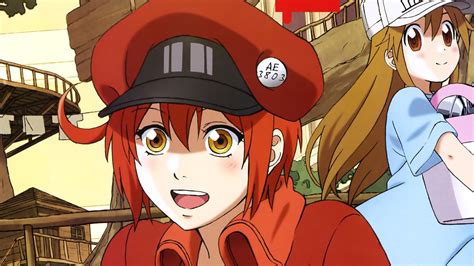 Cells At Work Hd Wallpaper Background Image 2000x1408