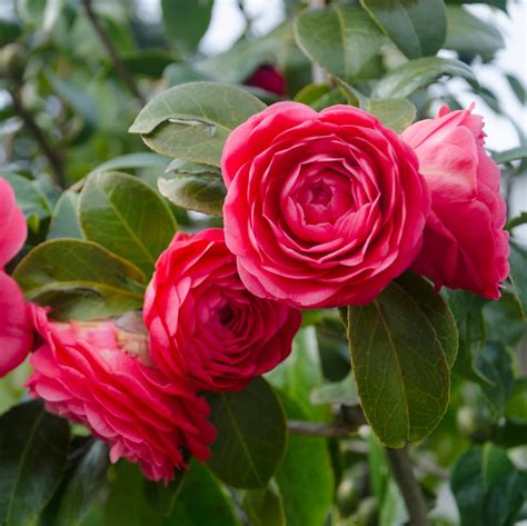 Camellia Flower Bush Tips For Growing And Caring For Camellia Plant