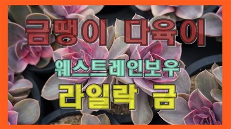 금 다육이 종류 다육식물 이름 웨스트레인보우 라일라금 Youtube