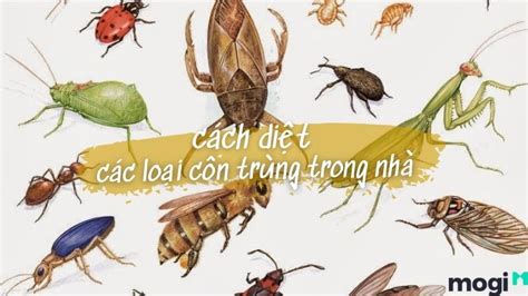 Cac Loai Con Trung Trong Nha Mogivn