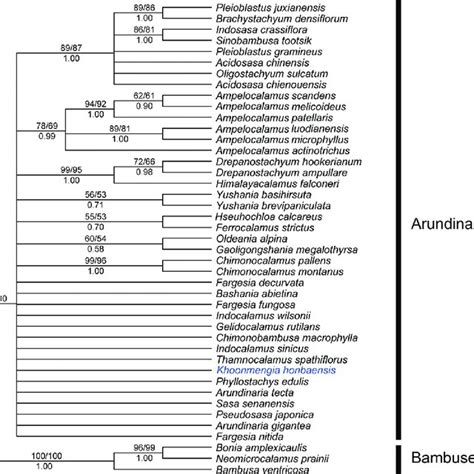 The Strict Consensus Of 234 Equally Most Parsimonious Trees Based On